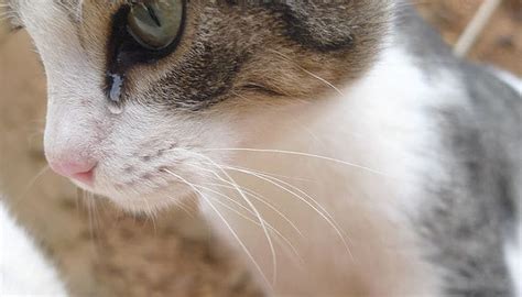 Cuando Un Gato Llora ¿que Te Quiere Decir Descúbrelo Aquí