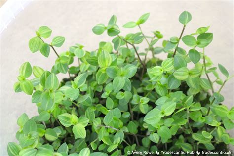 Callisia Repens Gold Variegated Tradescantia Hub Shop