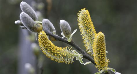 Native Plant Spotlight Arroyo Willow Friends Of Calera Creek Park