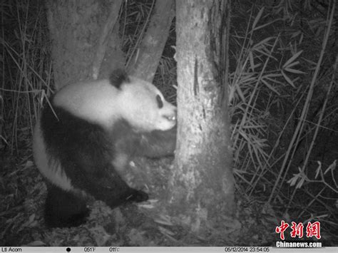 Four Wild Pandas Caught On Camera In Sichuan China Org Cn