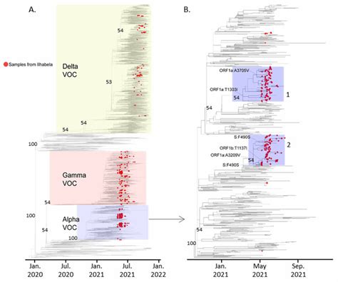Maximum Likelihood Time Tree Of Sars Cov 2 Genomes Of Ilhabela Red Download Scientific Diagram