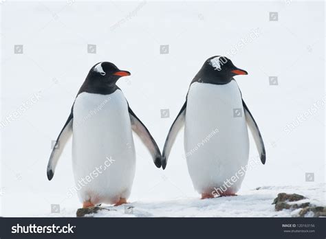 펭귄 132502개가 넘는 로열티 프리 라이선스 대상 스톡 사진 Shutterstock