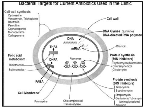 Antibiotics Classification Ppt Ppt