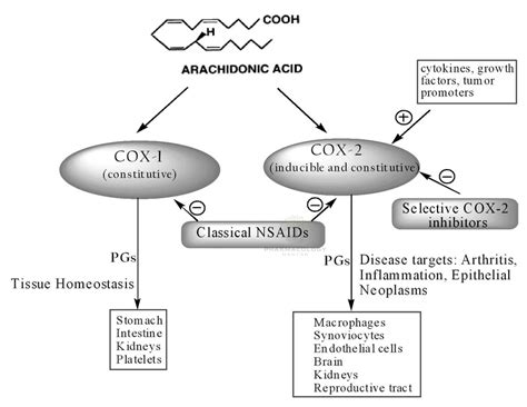 Understanding Cyclooxygenase Cox Enzymes Pharmacology Mentor