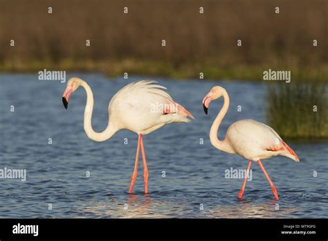 Greater Flamingo Hi Res Stock Photography And Images Alamy
