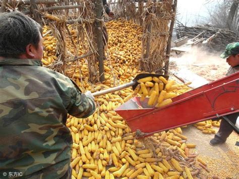 糧食太便宜，農民不種地！靠進口糧食能養活中國人？專家說出真話 每日頭條