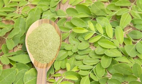 Os Benefícios da Moringa Para Saúde ATUALIZADO