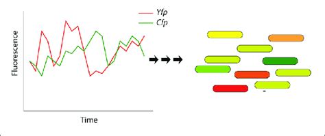 Schematic Representation That Illustrates The Stochasticity Of