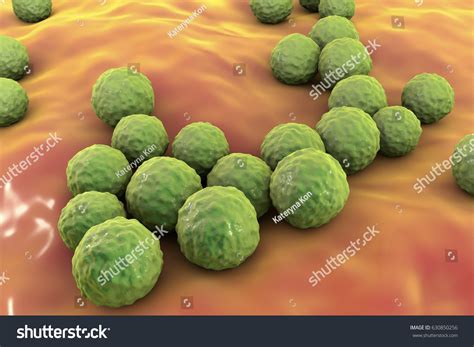 Bacteria Enterococcus 3d Illustration Grampositive Cocci 스톡 일러스트 630850256 Shutterstock
