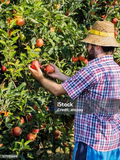 과수원이나 가을 날 농장에서 나무 상자에서 잘 익은 유기농 사과를 따는 아름다운 청년 과수원에 대한 스톡 사진 및 기타 이미지 과수원 사과 포도 Istock