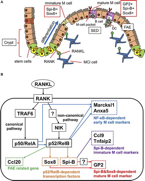 Peyers Patch Diagram