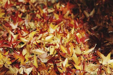 Premium Photo High Angle View Of Maple Leaves On Field