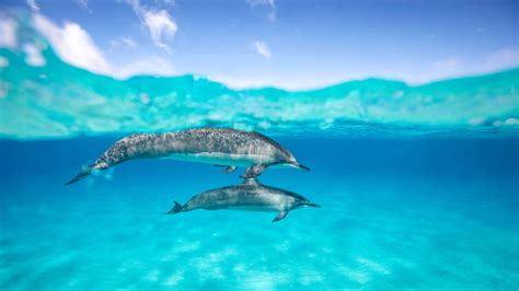 Lovina Dolphin Watching