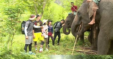 추석특집 정글의 법칙 With 패밀리 미얀마 코끼리 보호소서 선행
