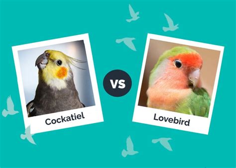 Cockatiel Vs Lovebird Key Differences With Pictures Hepper