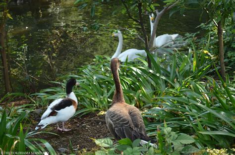 【横浜の動物園】野毛山動物園 大池の鳥たち The Yokohama Standard