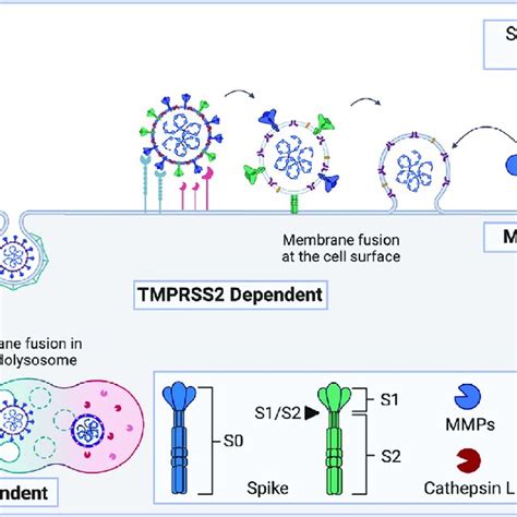 Proposed Model Of The Different Sars Cov 2 Entry Pathways Download