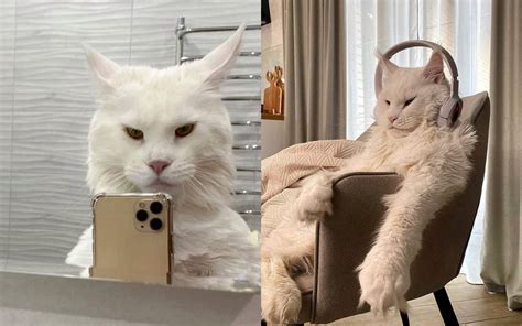 El gato más grande del mundo se llama Kéfir y vive en Rusia El Sol de