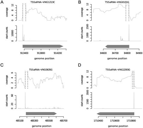 Transcriptome Mapping Using Small Rna Sequencing Strand Specific