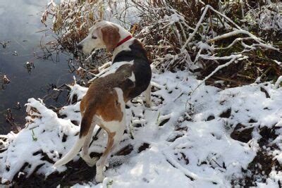 Facts About The Treeing Walker Coonhound That You May Not Know