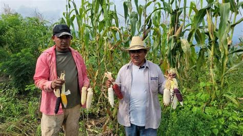 Agricultura tradicional y economía campesina una persistencia desde lo