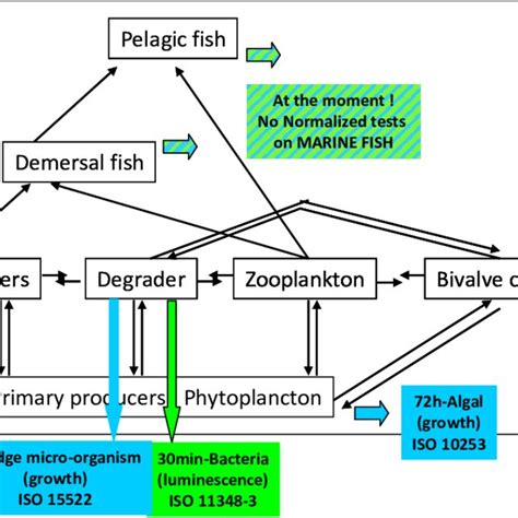Selection Of Ecotoxicity Tests Download Scientific Diagram
