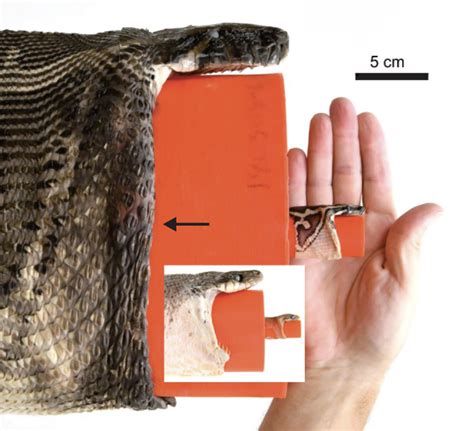 Uc Study Explains How Burmese Pythons Can Eat Deer Other Big Prey University Of Cincinnati