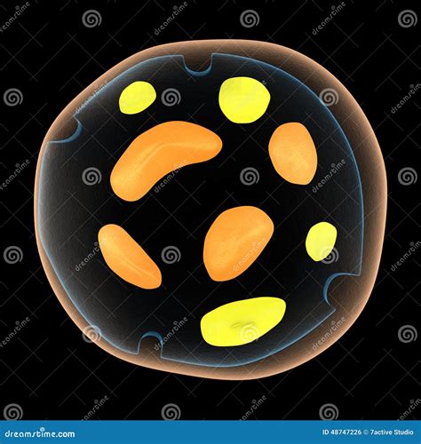 Chromoplast Stock Illustration Image 48747226