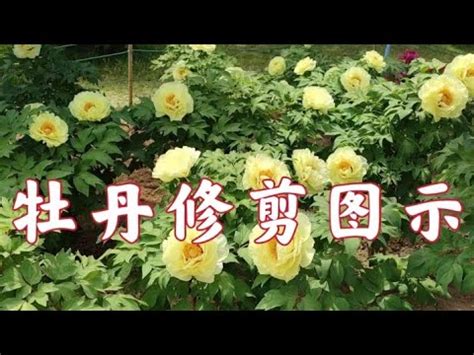 Tree Peony Care Youtube