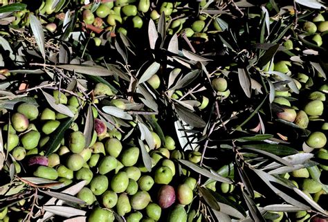 قصص مصورة انطلاق موسم قطف الزيتون وعصره في مختلف المحافظات