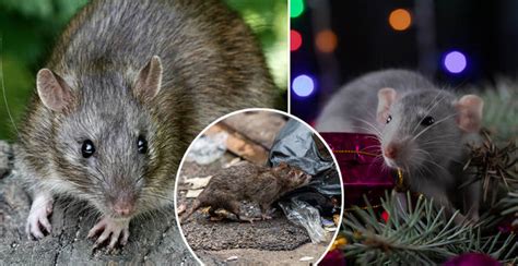 Millions Of Starving Giant Rats Could Invade Uk Homes This Christmas