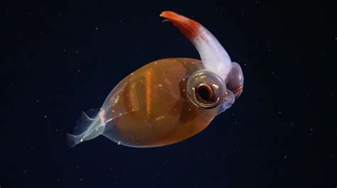 Cockatoo Squid Sirip Kecil Di Bagian Atas Yang Menyerupai Jambul