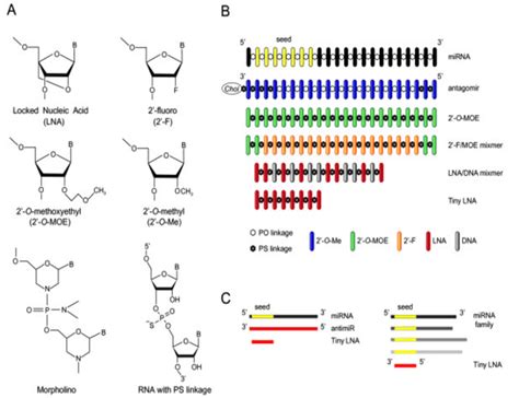 Design Of Chemically Modified Mirna Oligonucleotides A Structures Of Download Scientific