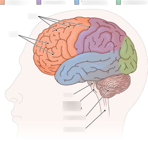 Medical Terminology Chapter 7 Nervous System And Mental Health