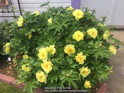 Sissons Peony Gardens In The Peonies Forum