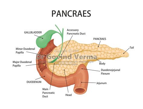 Pancreatic Disease Symptoms Causes Diagnosis And Treatment