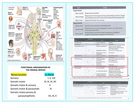 SOLUTION Cranial Nerve And Brain Stem Lession Studypool