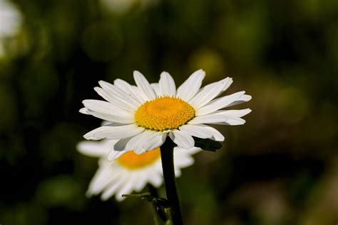 玛格丽特 白色的 花 Pixabay上的免费照片 Pixabay