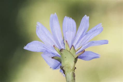 Cicorium Intibus Planta Común De Arbusto De Achicoria Con Flores Azules