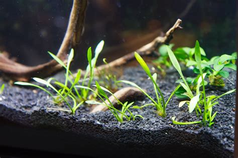 Planted Aquarium Substrate