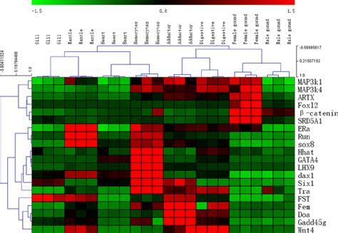 Heat Map Of Sex Determination Differentiation Genes Expressed At Download Scientific Diagram