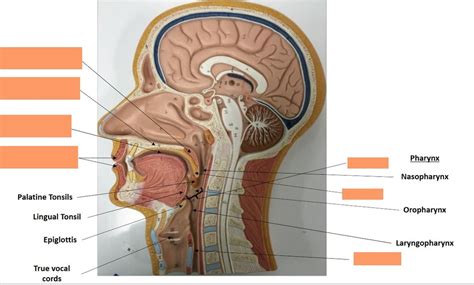 Digestive System 3 Diagram Quizlet