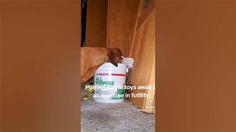Dog Mini Dox Bam Hates His Toys Being Put Up Youtube