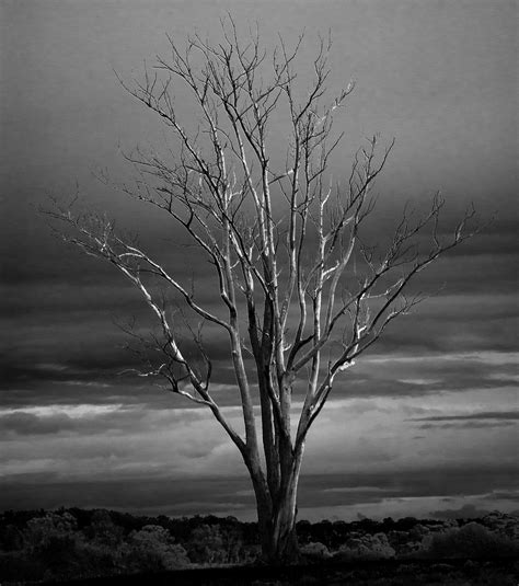 200 000 Free Mono Tree And Tree Images Pixabay