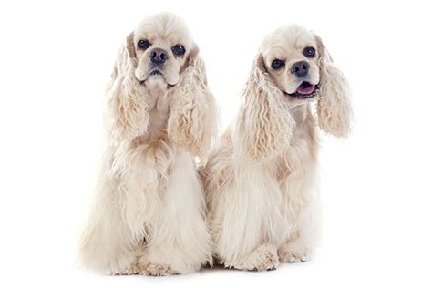American Cocker Spaniel Breed Temperament Lifespan Shedding Puppy