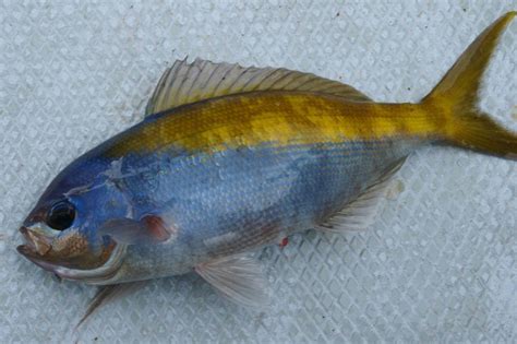 ウメイロの特徴 釣魚図鑑特徴仕掛けさばき方 Honda釣り倶楽部 Honda