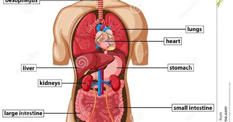 6 Organs In Torso Diagram Torso Model Anatomy Labeled Biol 160