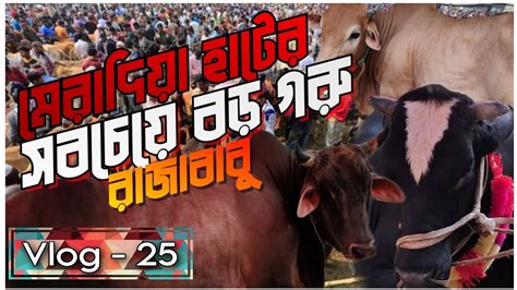 Meradia Qurbani Gorur Hat 2023 সবচেয়ে বড় গরু রাজাবাবু মেরাদিয়া