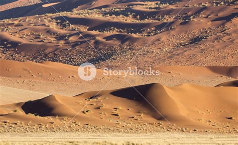 Scrub Grass Growing On A Sunlit Sand Dune Royalty Free Stock Image