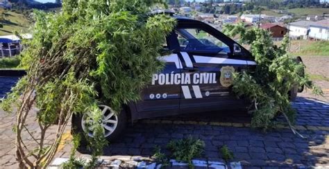 Pé De Maconha De 25m é Apreendido Na Serra E Suspeito Alega Que Era